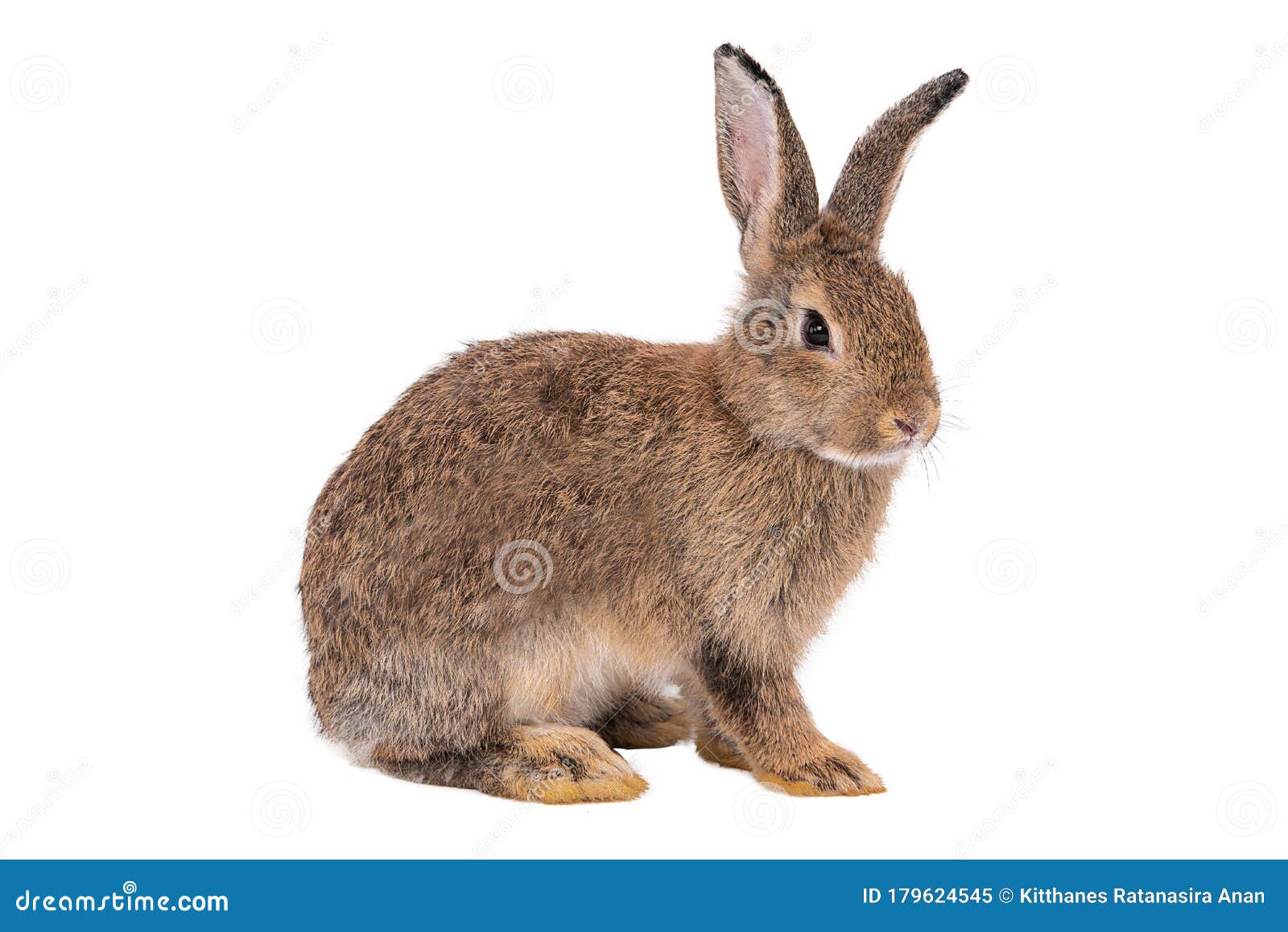 Conejo sobre fondo blanco imagen de archivo. Imagen de casa - 179624545