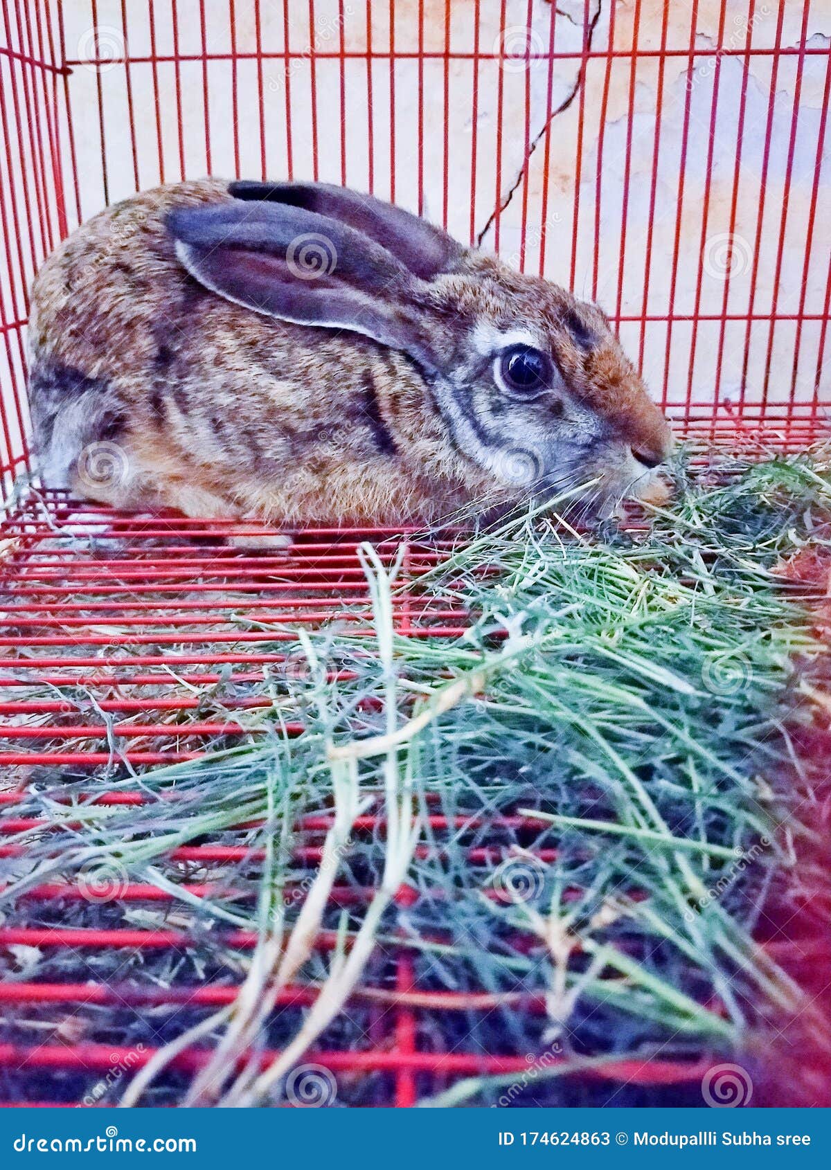 Conejo teniendo comida imagen de archivo. Imagen de conejo - 174624863