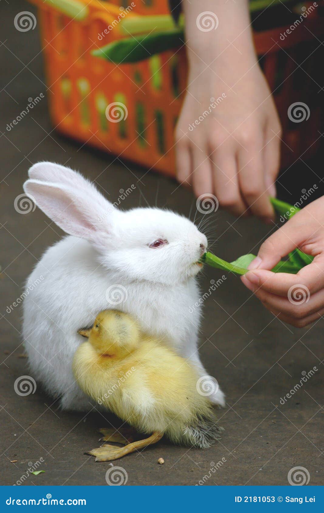 Conejo y pato imagen de archivo. Imagen de mascotas, coma - 2181053