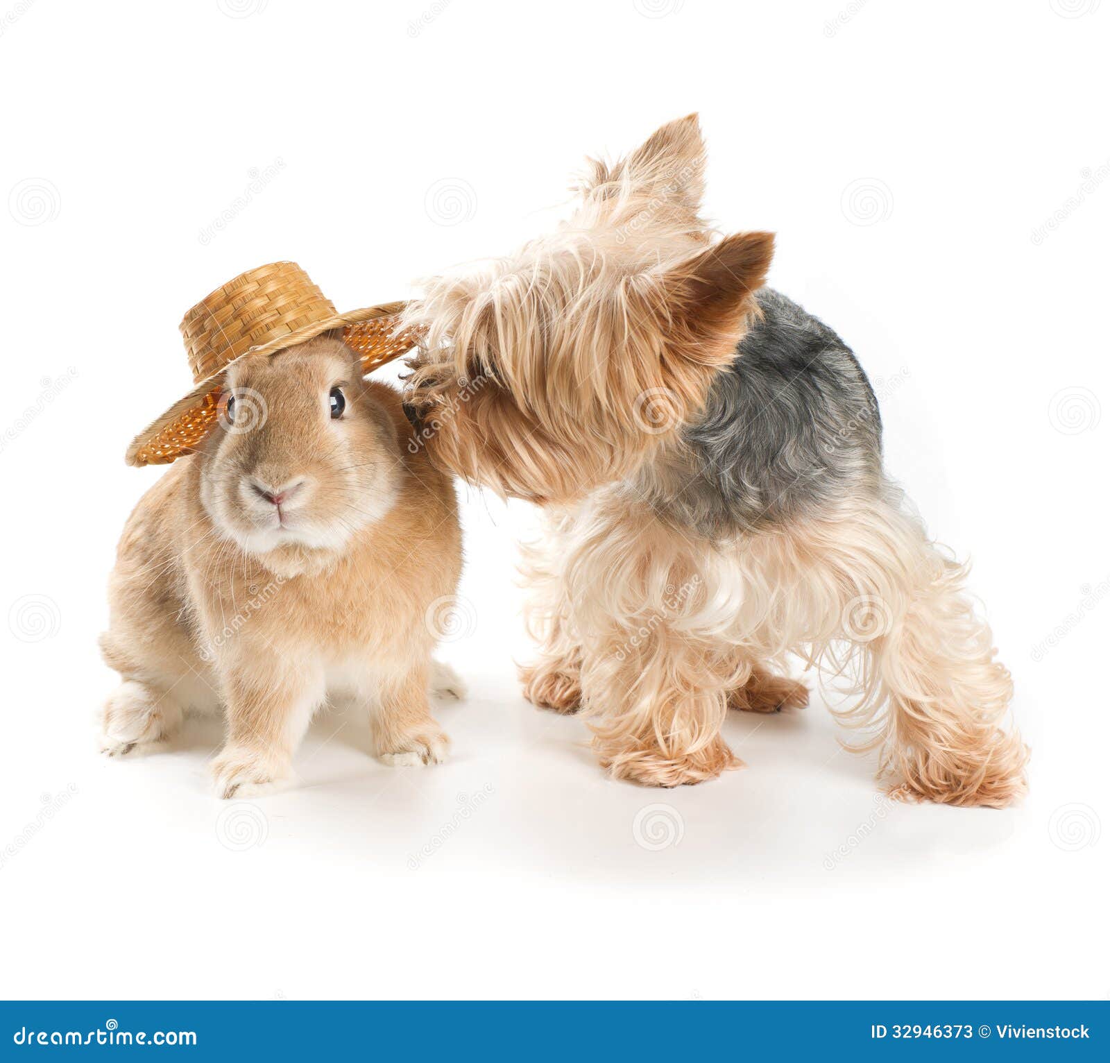 Conejo y perro imagen de archivo. Imagen de amistad, animal - 32946373
