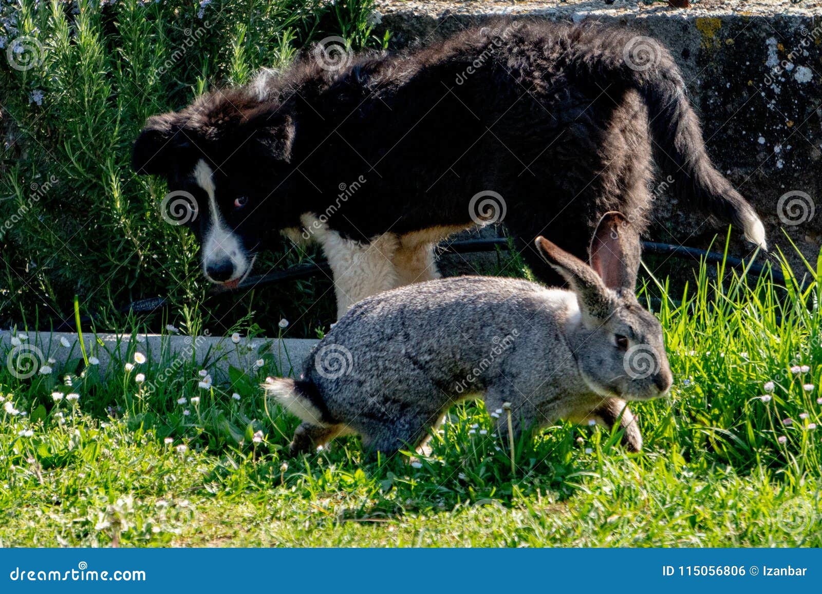 Conejo Y Perro Que Juegan Junto Foto de archivo - Imagen de lindo ...