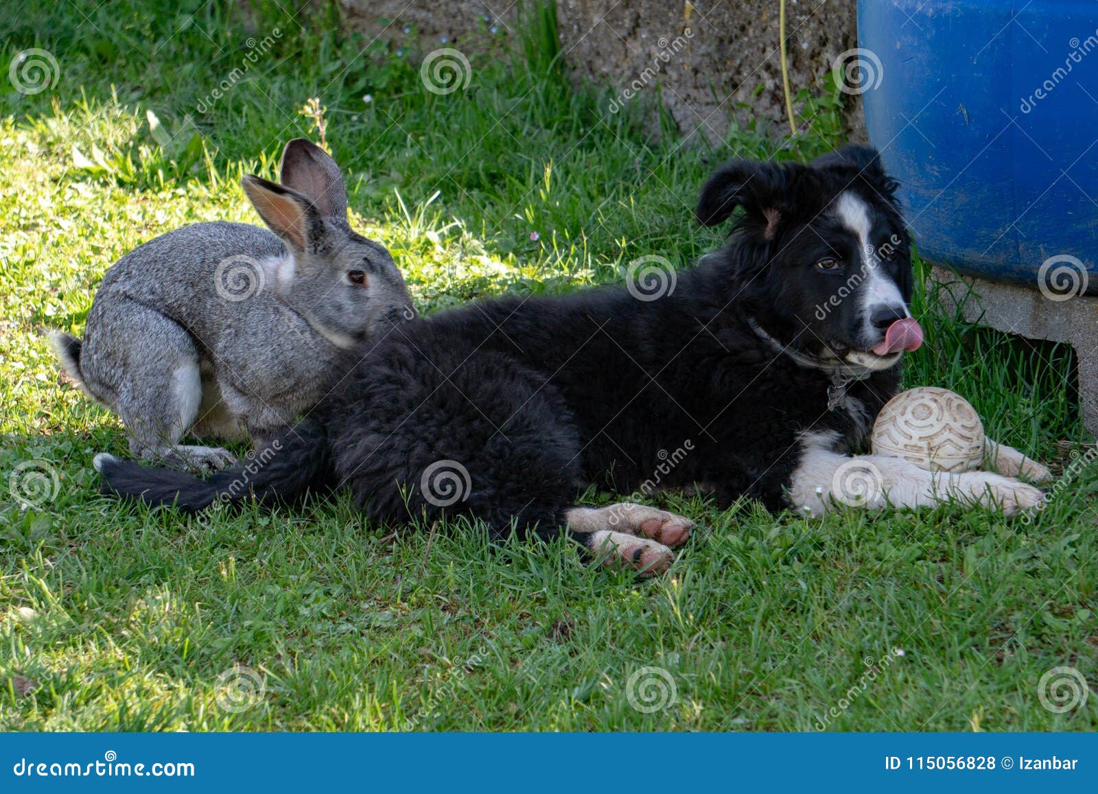 Conejo Y Perro Que Juegan Junto Foto de archivo - Imagen de conejito ...