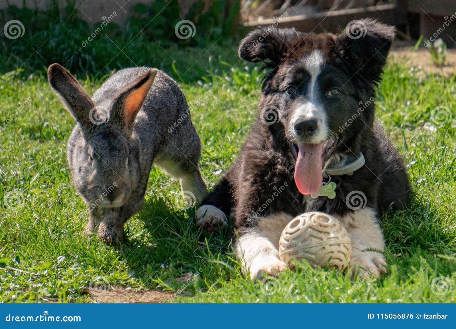 Conejo Y Perro Que Juegan Junto Foto de archivo - Imagen de conejo ...