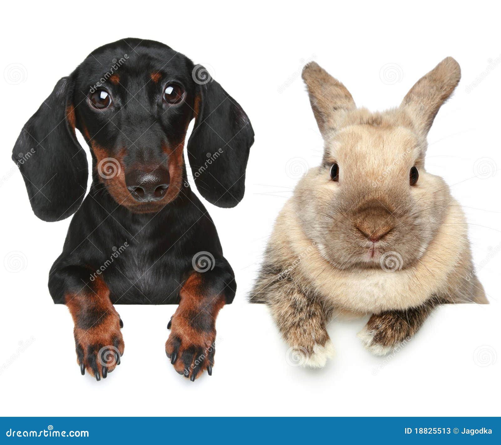 Conejo Y Perro. Retrato Del Primer Imagen de archivo - Imagen de ...