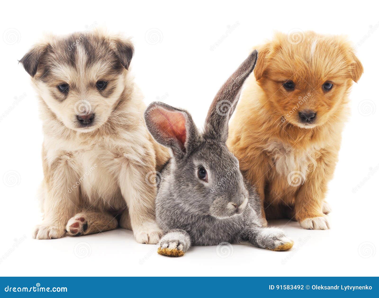 Conejo y perros foto de archivo. Imagen de abajo, belleza - 91583492