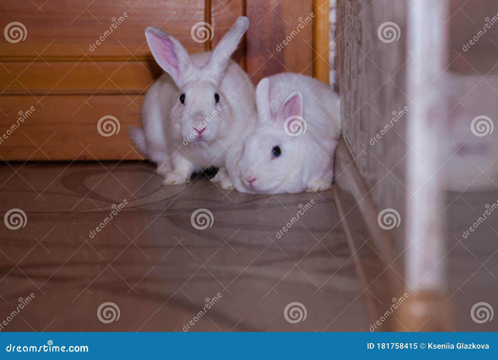 Conejos Blancos Con Orejas Largas. Conejo Imagen de archivo - Imagen de ...