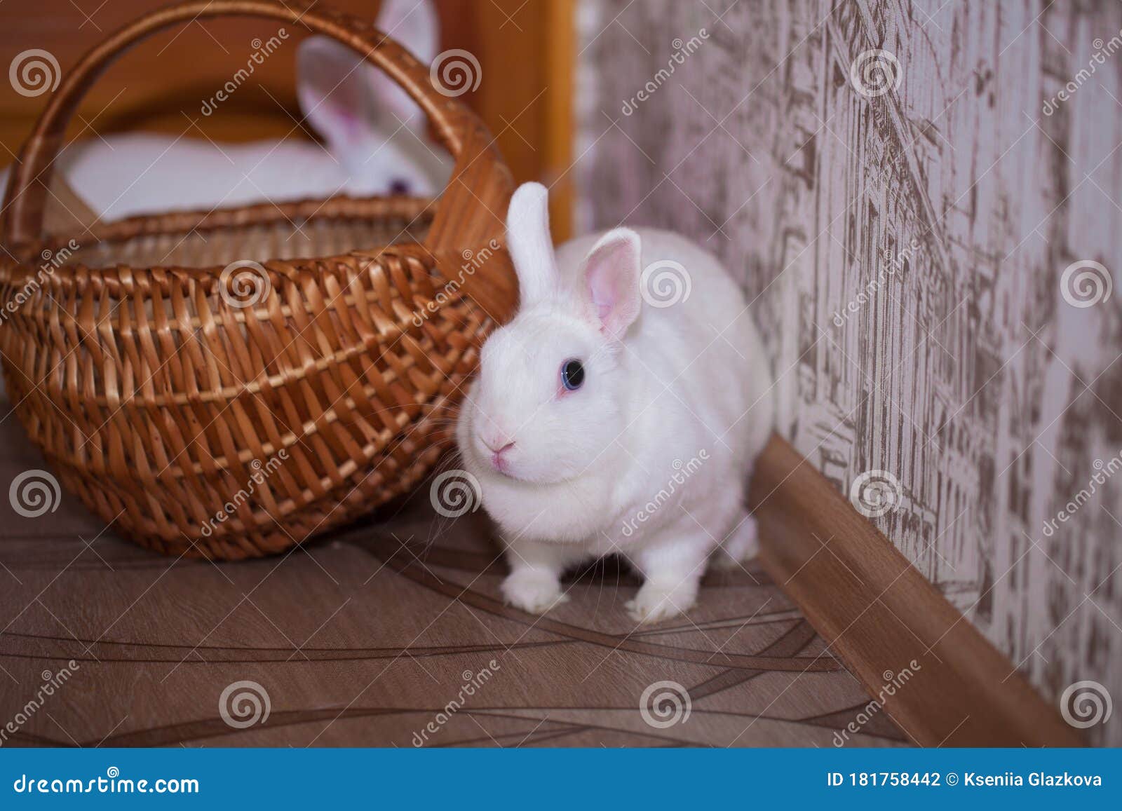 Conejos Blancos Con Orejas Largas. Conejo Foto de archivo - Imagen de ...