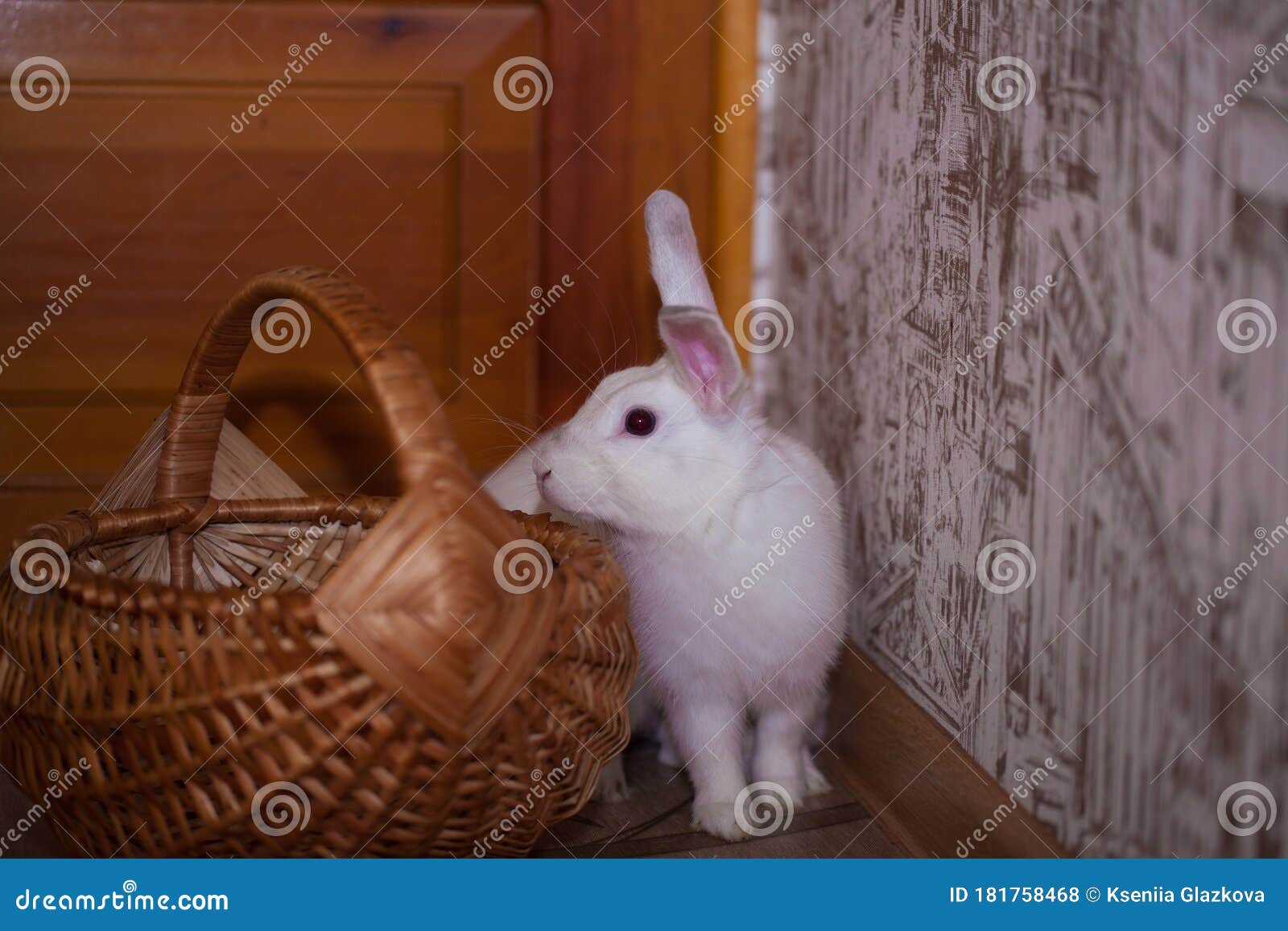 Conejos Blancos Con Orejas Largas. Conejo Foto de archivo - Imagen de ...