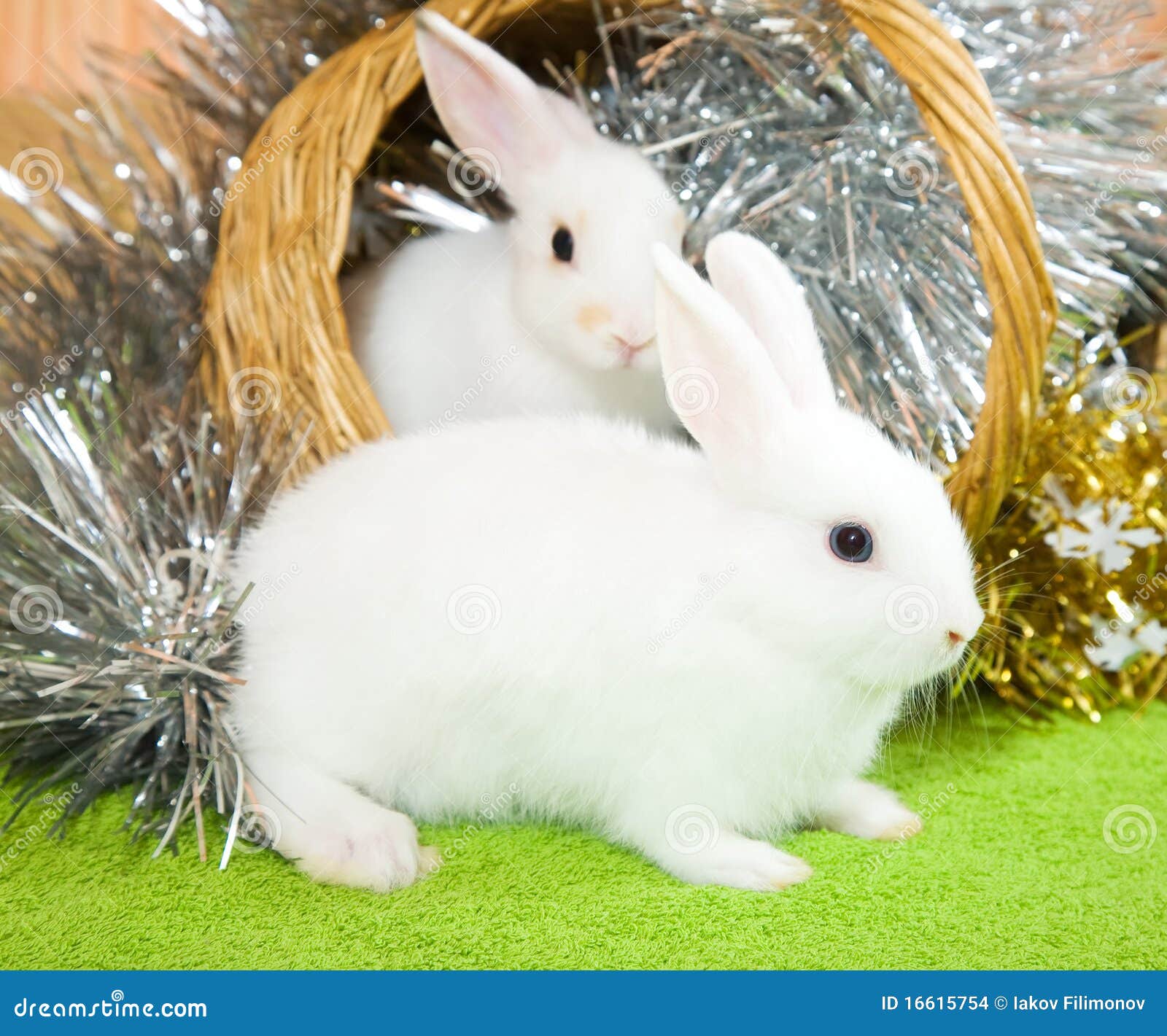 Conejos Blancos En Cesta Imagenes de archivo - Imagen: 16615754