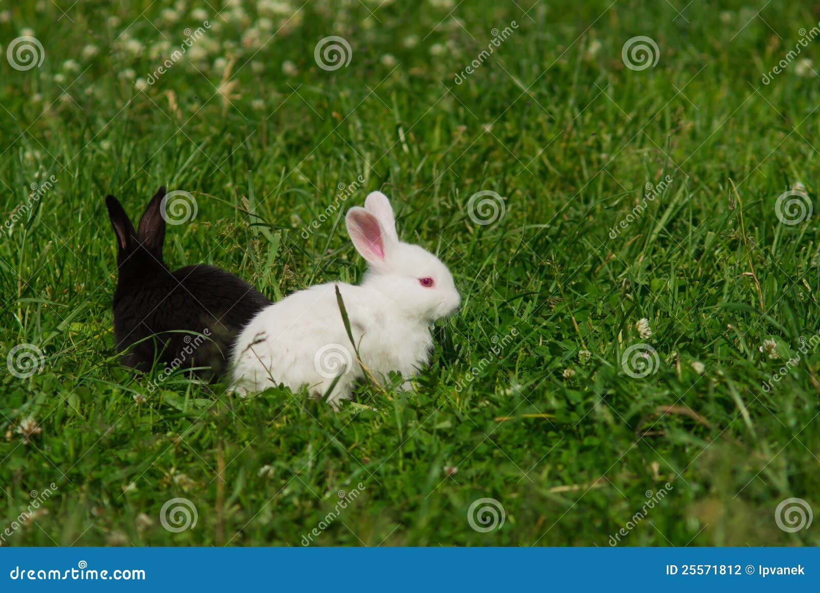 Conejos blancos y negros foto de archivo. Imagen de familia - 25571812