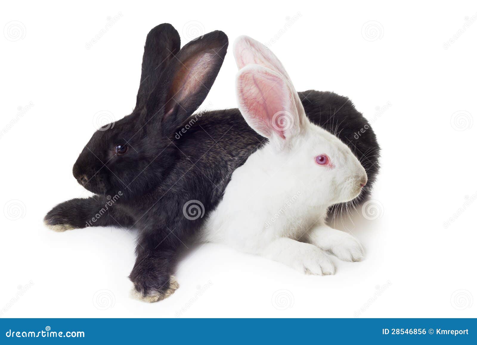 Conejos Blancos Y Negros Imagen de archivo libre de regalías - Imagen ...