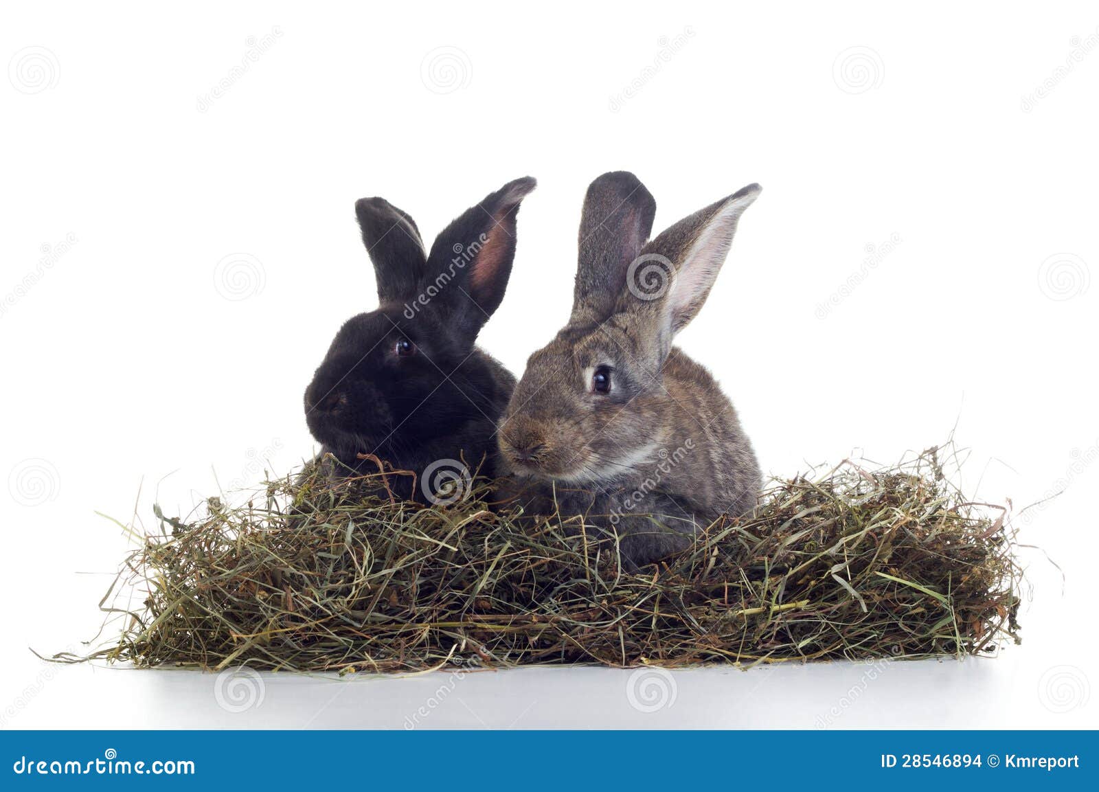 Conejos blancos y negros foto de archivo. Imagen de flor - 28546894