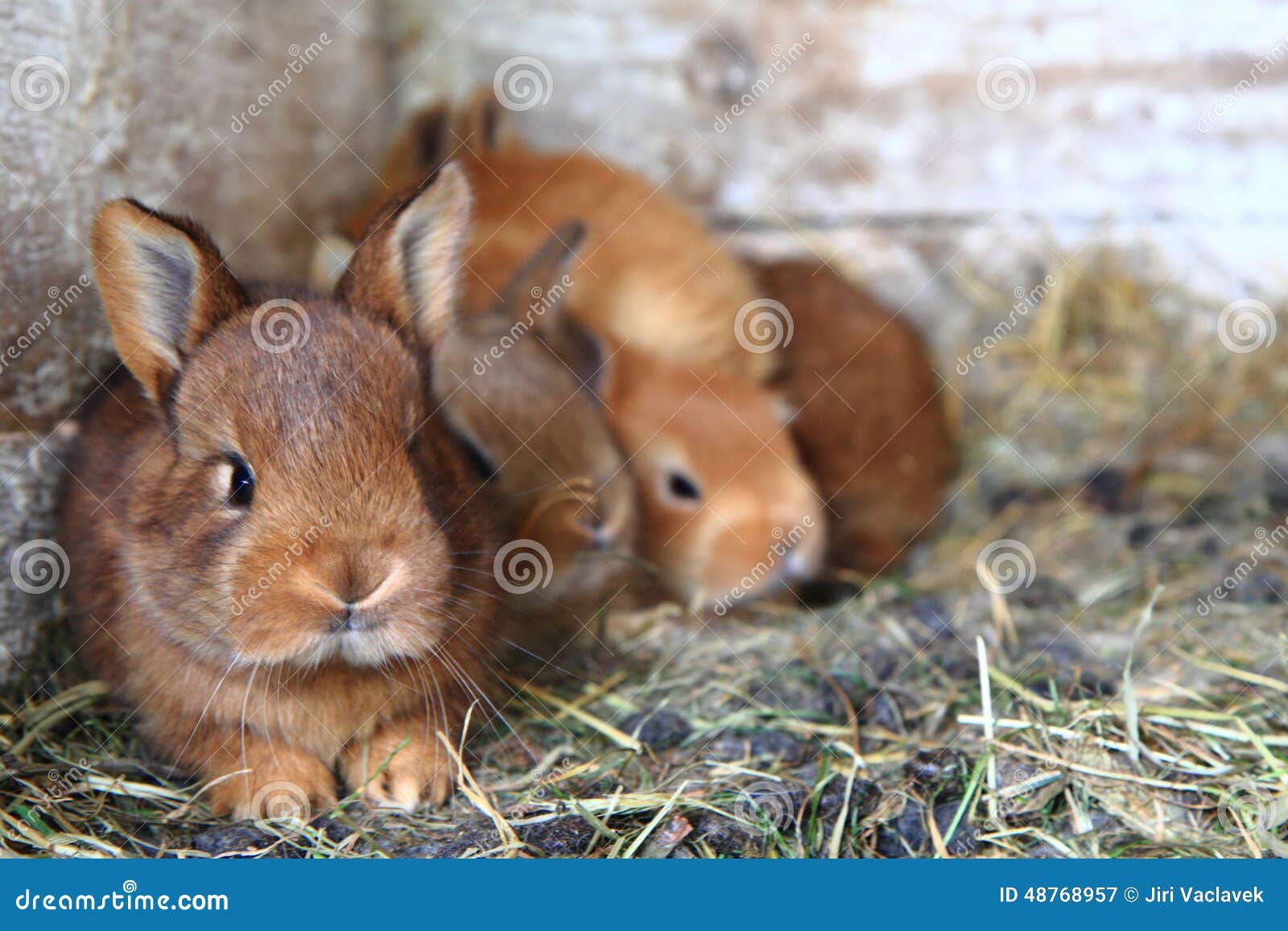 Conejos De La Pequeña Granja Casera Imagen de archivo - Imagen de ...