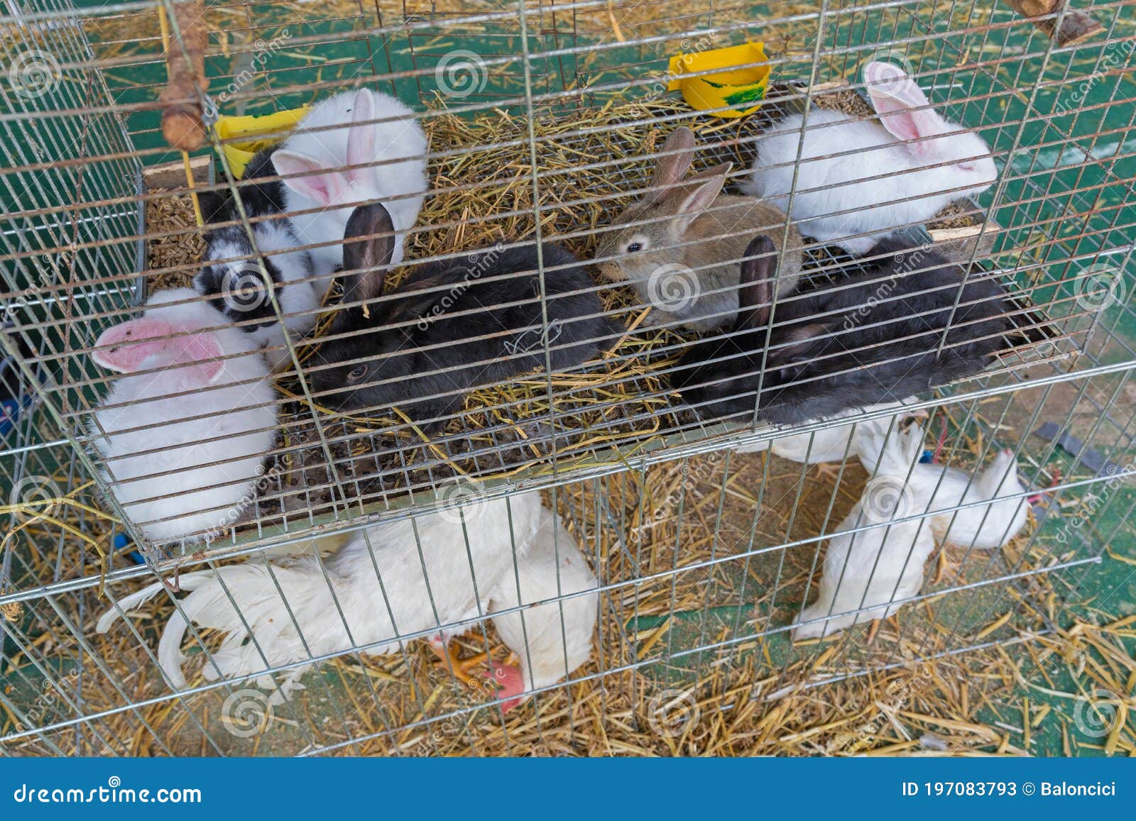 Conejos en jaulas imagen de archivo. Imagen de granja - 197083793