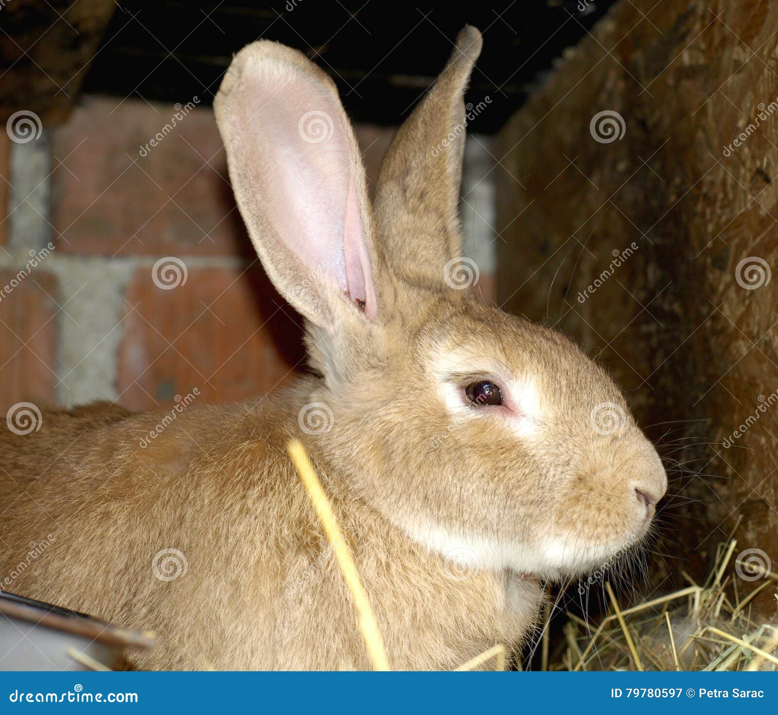 Conejos en la granja imagen de archivo. Imagen de animal - 79780597