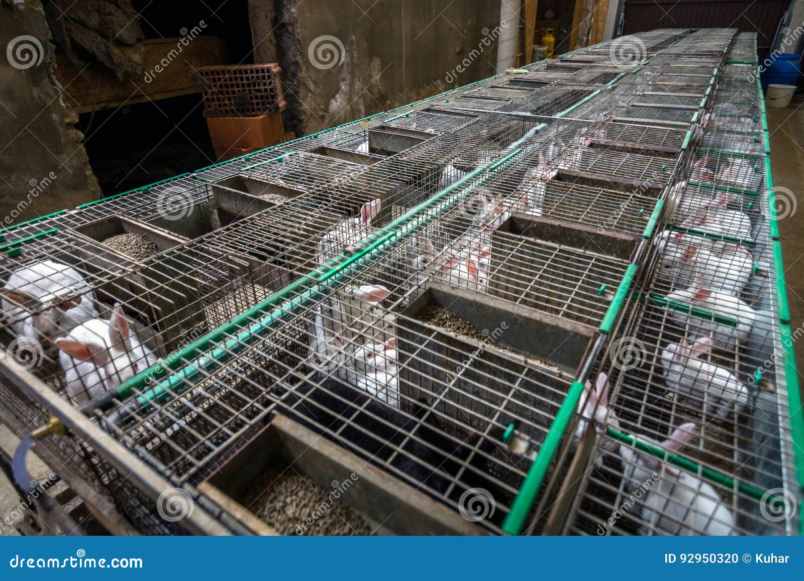 Conejos en la granja foto de archivo. Imagen de granja - 92950320