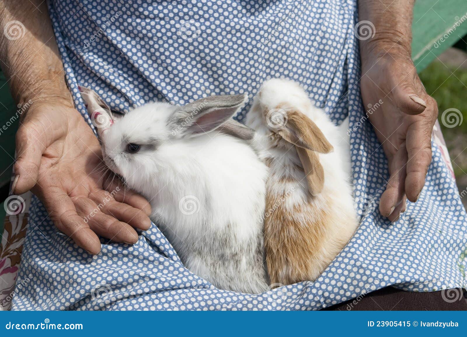 Conejos en las manos imagen de archivo. Imagen de animales - 23905415