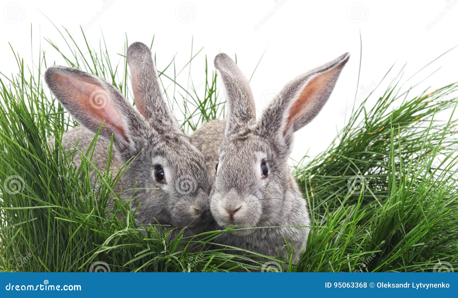 Conejos grises foto de archivo. Imagen de conejos, joven - 95063368