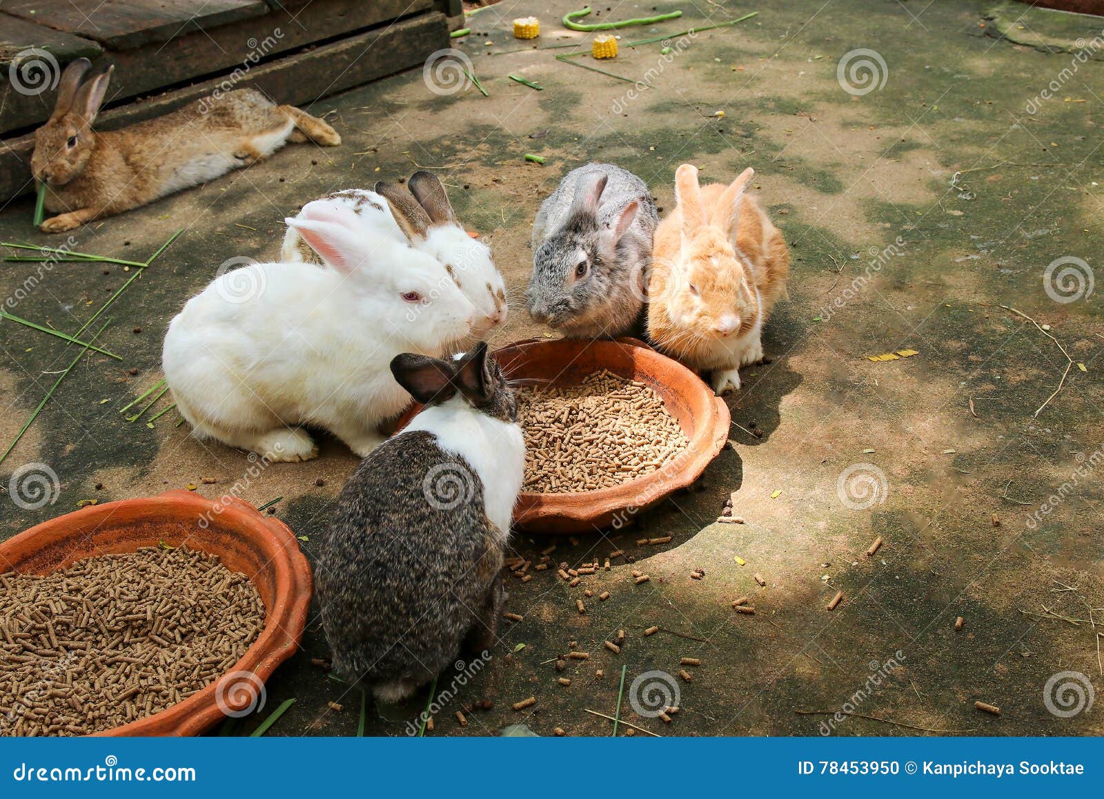 Conejos Que Comen La Comida De Conejo Foto de archivo - Imagen de ...