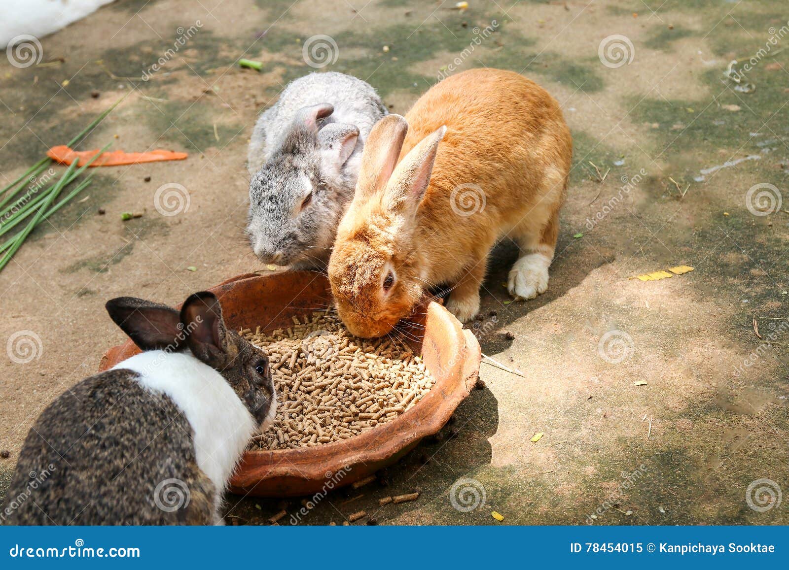 Conejos Que Comen La Comida De Conejo Imagen de archivo - Imagen de ...