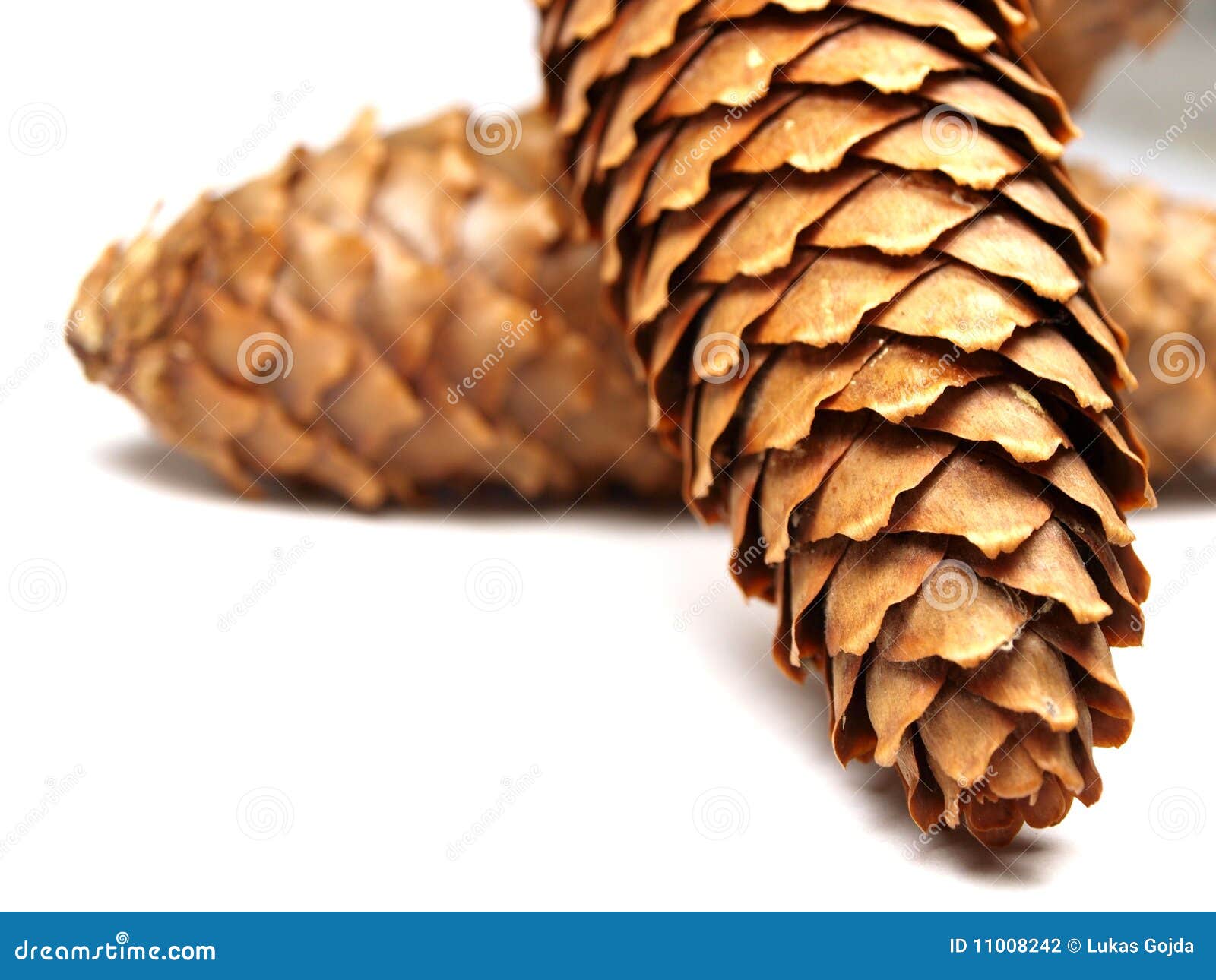 Cones stock photo. Image of isolated, forest, natural - 11008242