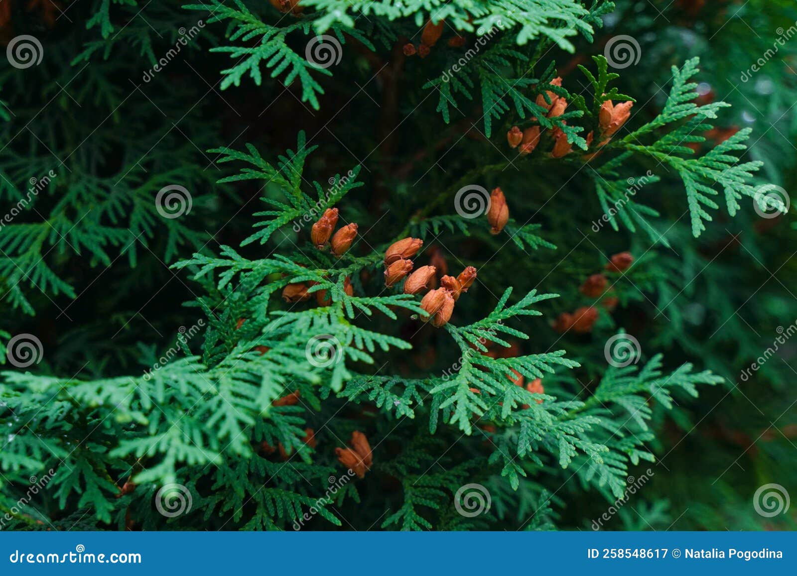 Close Up of the Cones of Thuja Plicata-the Western Red Cedar Tree ...