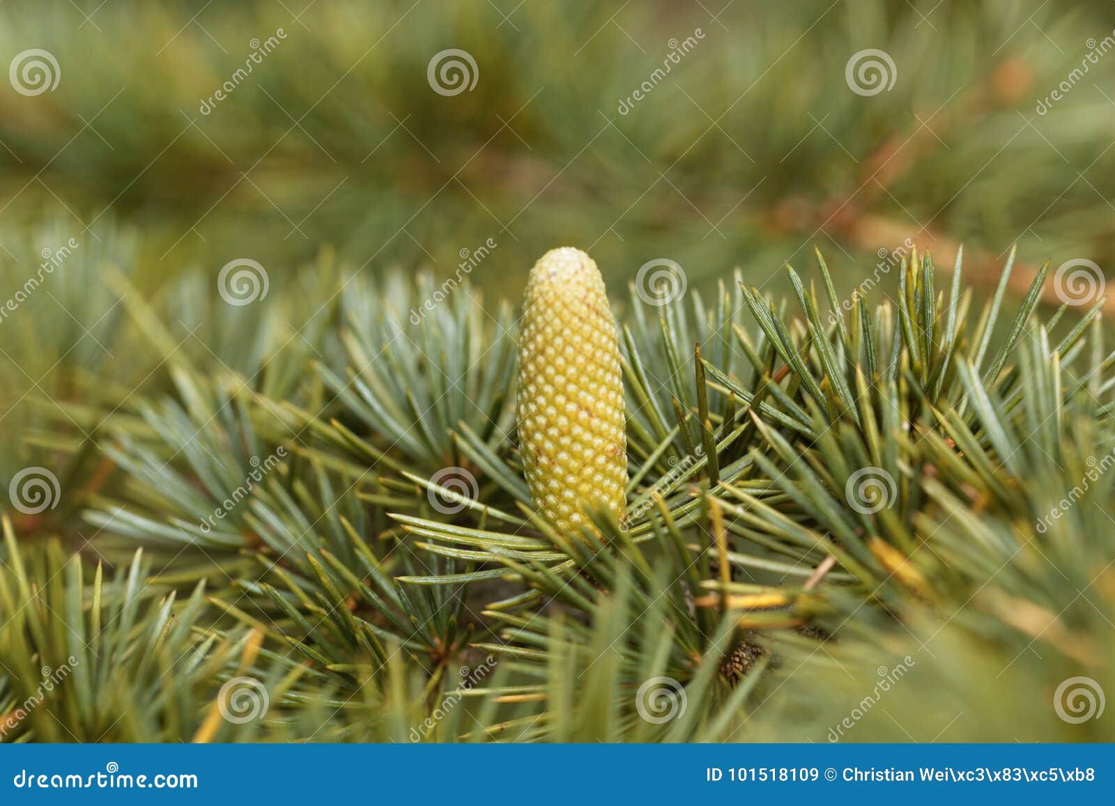Cone of a Cedar Cedrus Libani Stock Image - Image of botanical ...