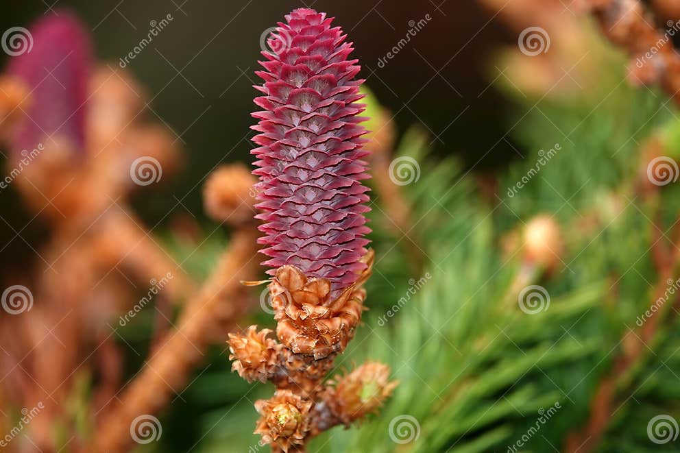 Cones in Clusters in Spring on Pine Branches Stock Image - Image of ...