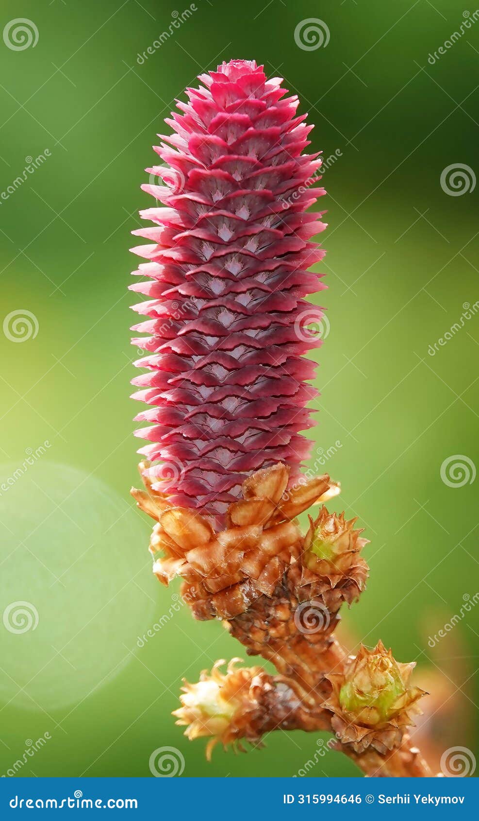 Cones in Clusters in Spring on Pine Branches Stock Photo - Image of ...