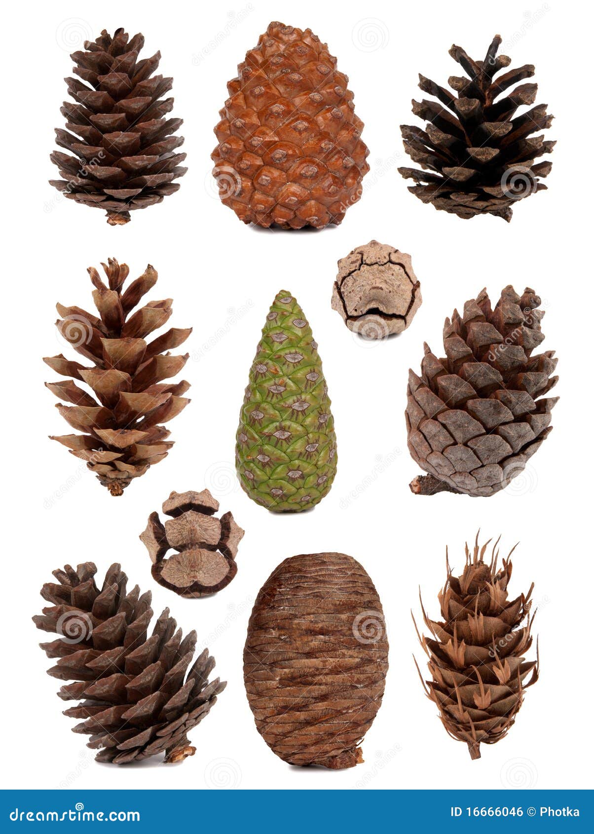 Cones collection stock photo. Image of macro, collection - 16666046