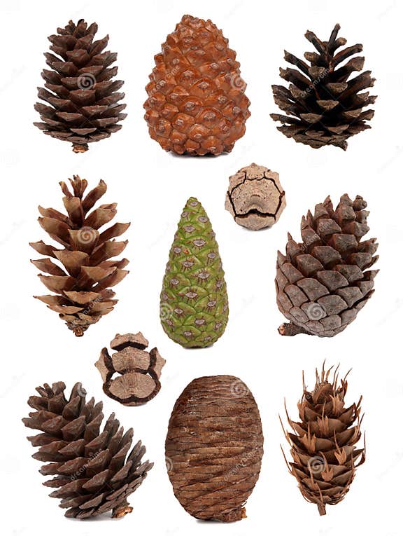 Cones collection stock photo. Image of macro, collection - 16666046