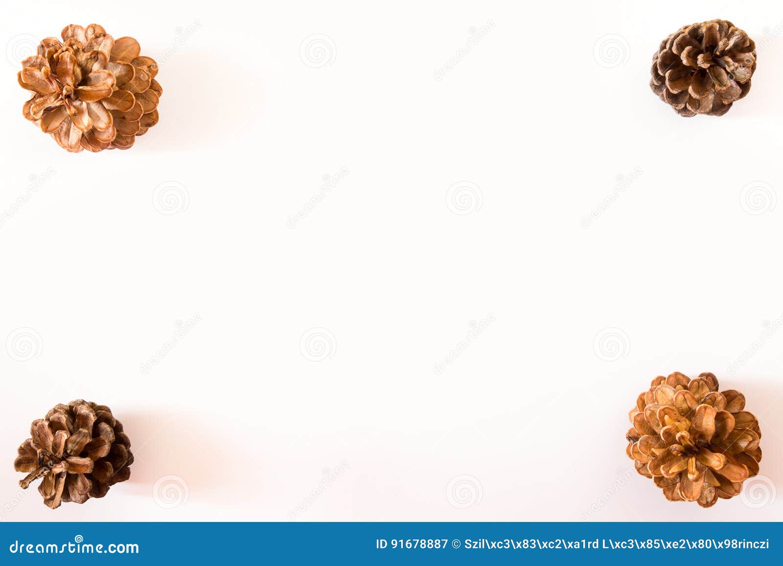 Cones collection stock image. Image of flora, celebration - 91678887