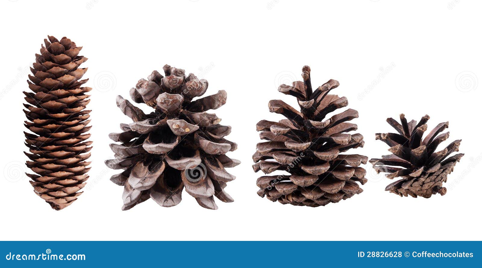 Cones Collection Isolated on White Stock Photo - Image of coniferous ...