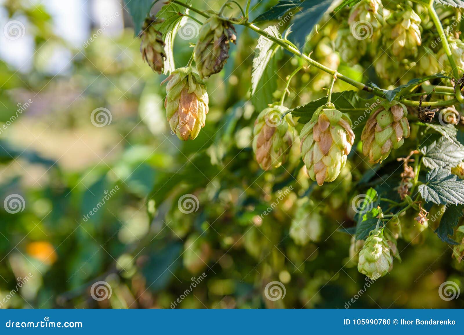 Cones of Common Hop. Humulus Lupulus Stock Photo - Image of foliage ...