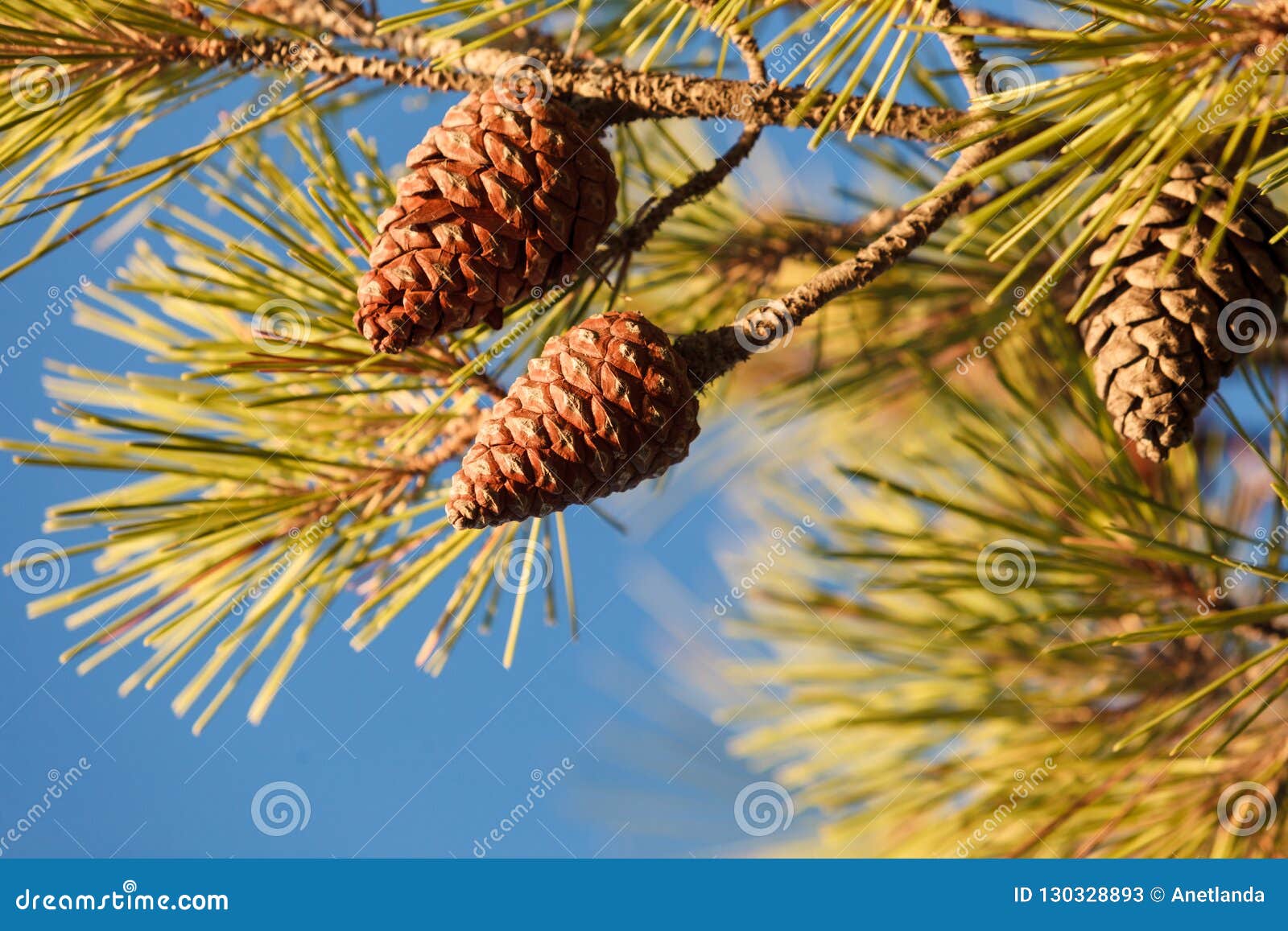 Cones on conifer tree stock image. Image of coniferous - 130328893