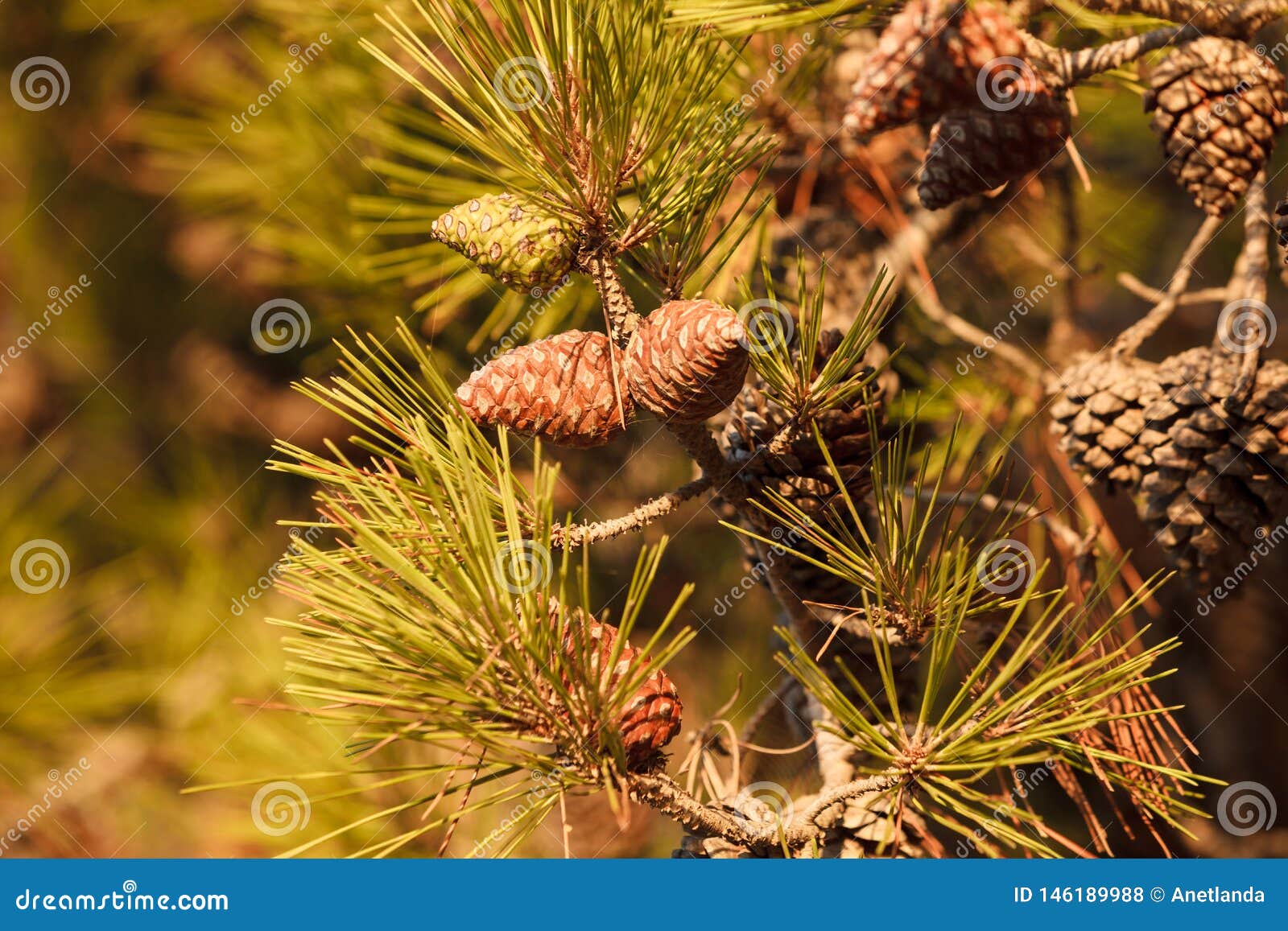 Cones on conifer tree stock photo. Image of forest, season - 146189988