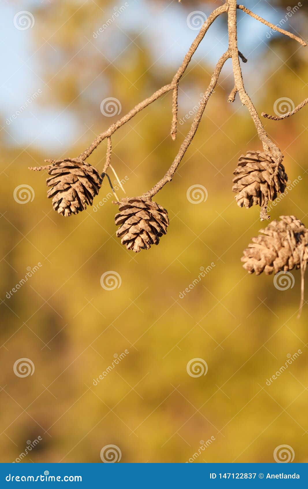 Cones on conifer tree stock image. Image of yellow, close - 147122837