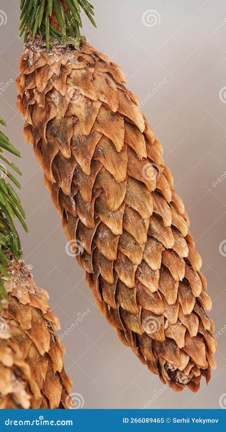 Cones of coniferous tree stock image. Image of branch - 266089465