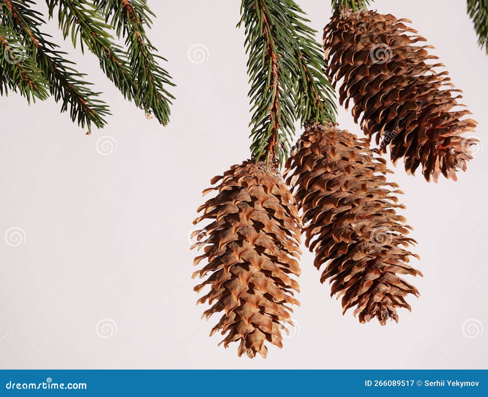 Cones of coniferous tree stock image. Image of lush - 266089517