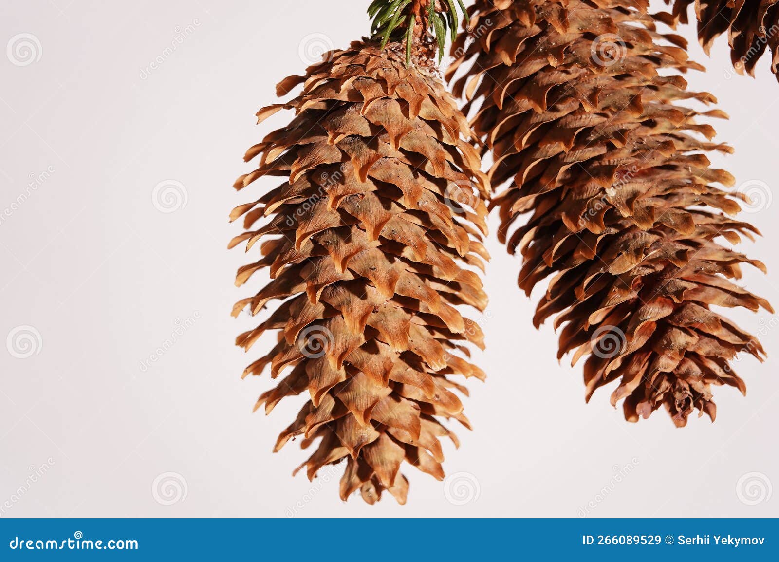 Cones of coniferous tree stock image. Image of nuts - 266089529