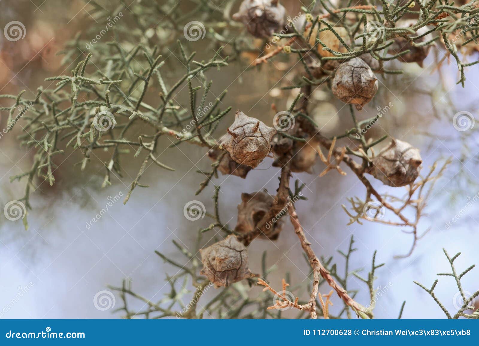 Cones of Cupressus Lusitanica Stock Photo - Image of cone, outdoor ...