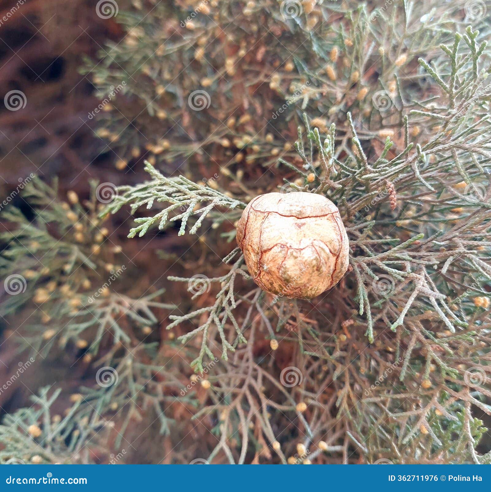 The Cones of Cupressus Sempervirens Branch Stock Photo - Image of ...
