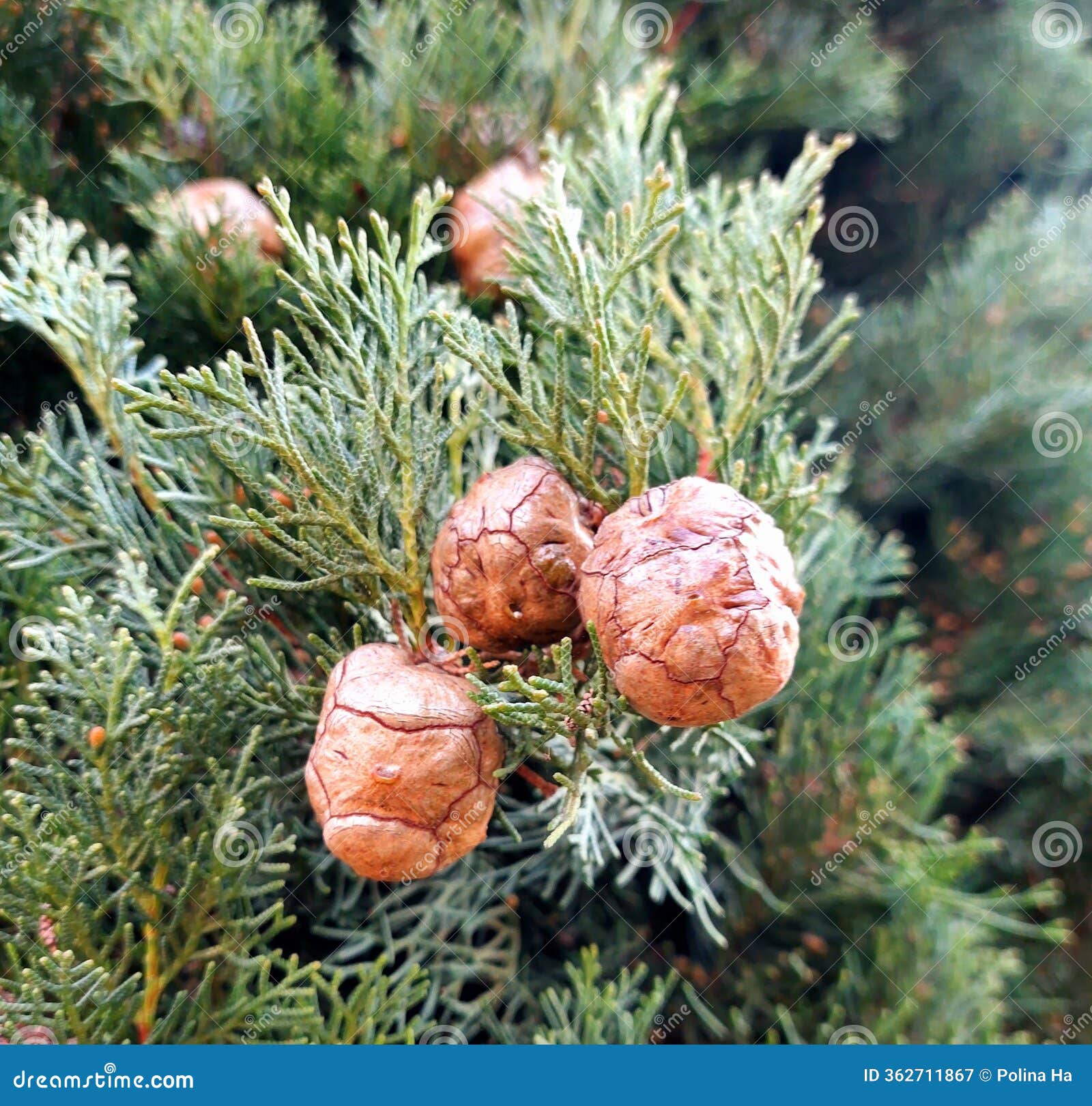 Cupressus Sempervirens Or Italian Cypress, Chinese Privet Tree ...