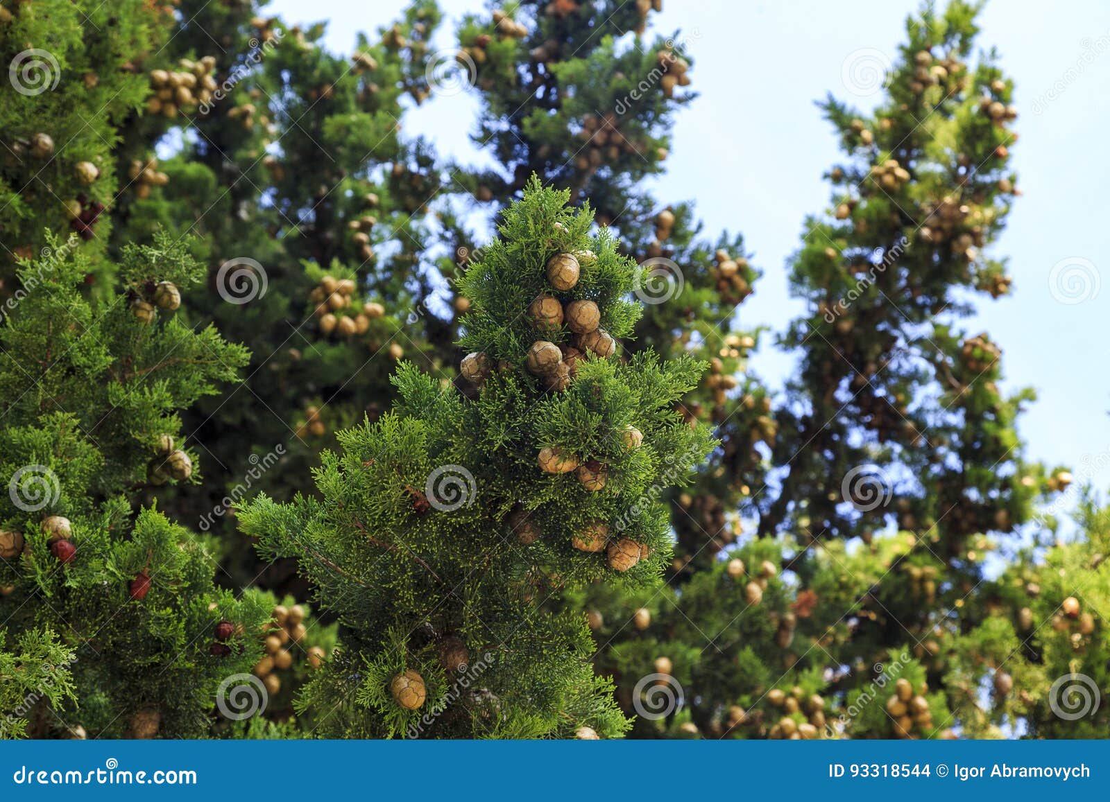 Cones on a cypress tree stock photo. Image of cypress - 93318544