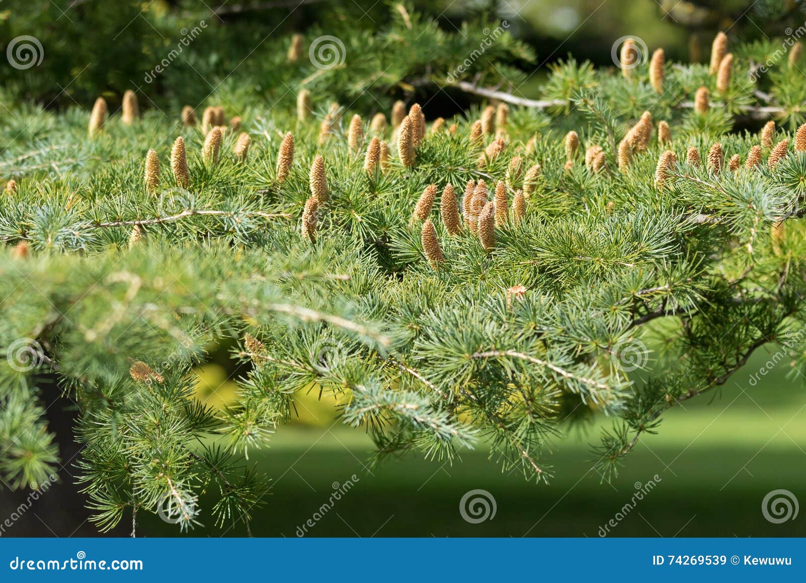 Himalayan Cedar Trees Cedrus Deodara, Deodar In Spring Day In Arboretum ...