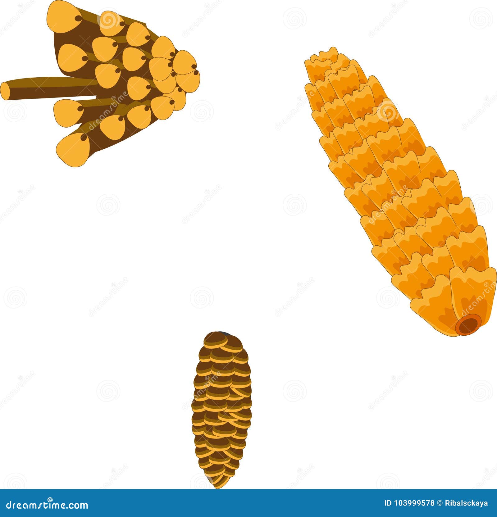 Cones, Different Types, from Pine and Spruce Stock Illustration ...