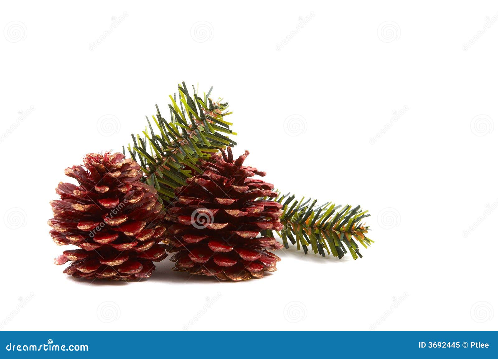 Cones Do Pinho Do Natal, Folhas Do Pinho Imagem de Stock - Imagem de ...