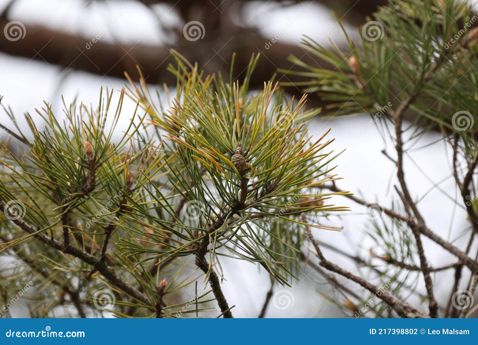 Cones E Agulhas Verdes No Pinheiro Europeu Foto de Stock - Imagem de ...