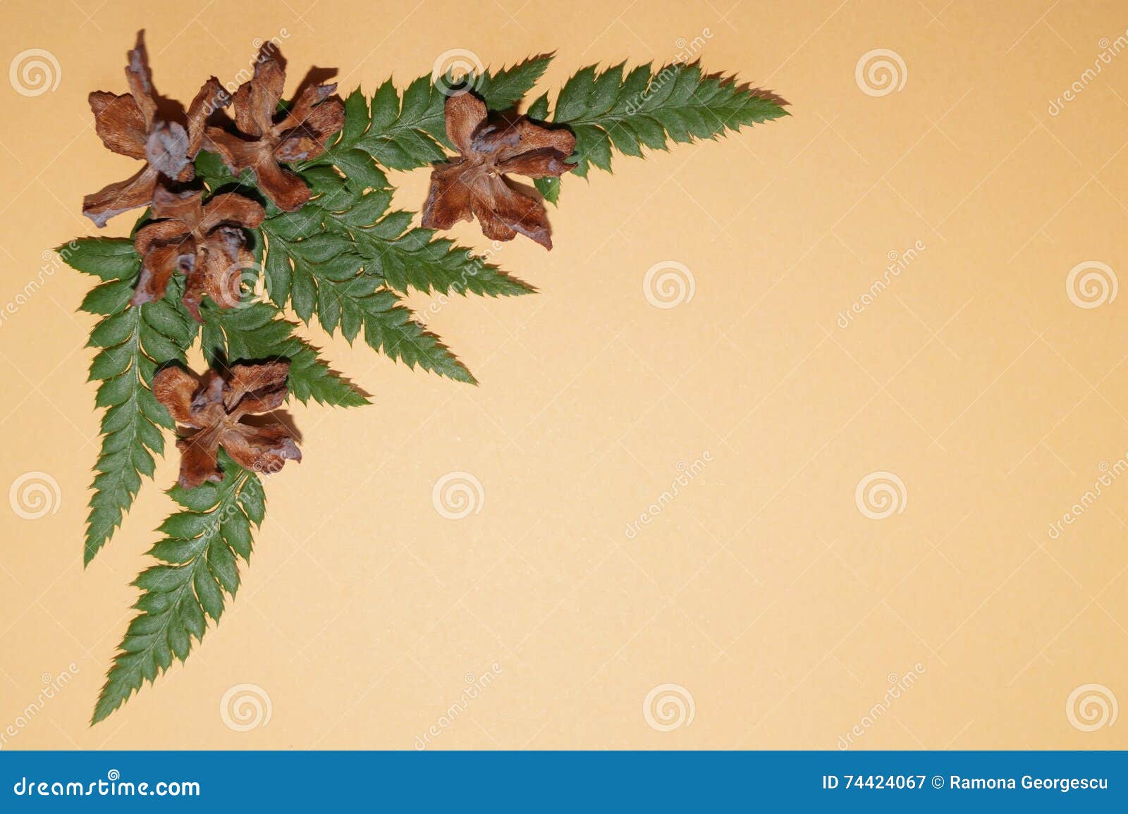 Cones enupar and fern stock image. Image of pretty, corner - 74424067