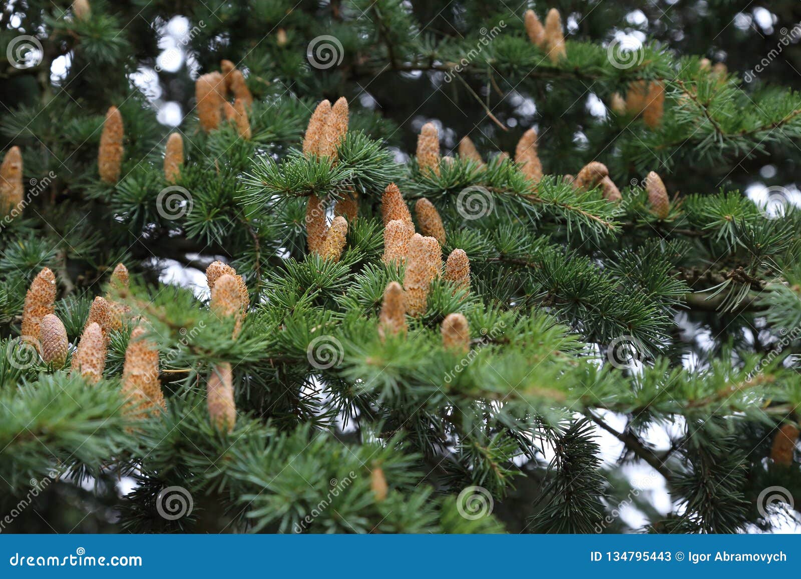 Cones on cedar stock image. Image of nature, plants - 134795443